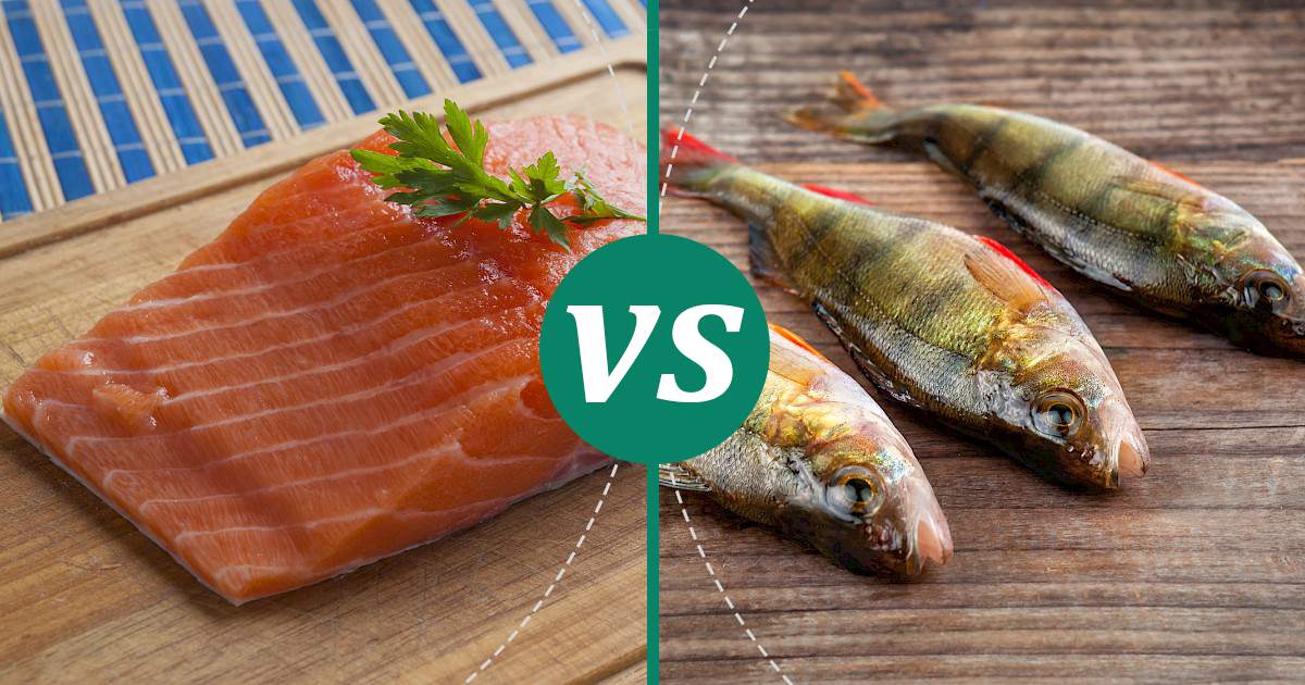 Perch vs Salmon: Calories & Nutrition Showdown