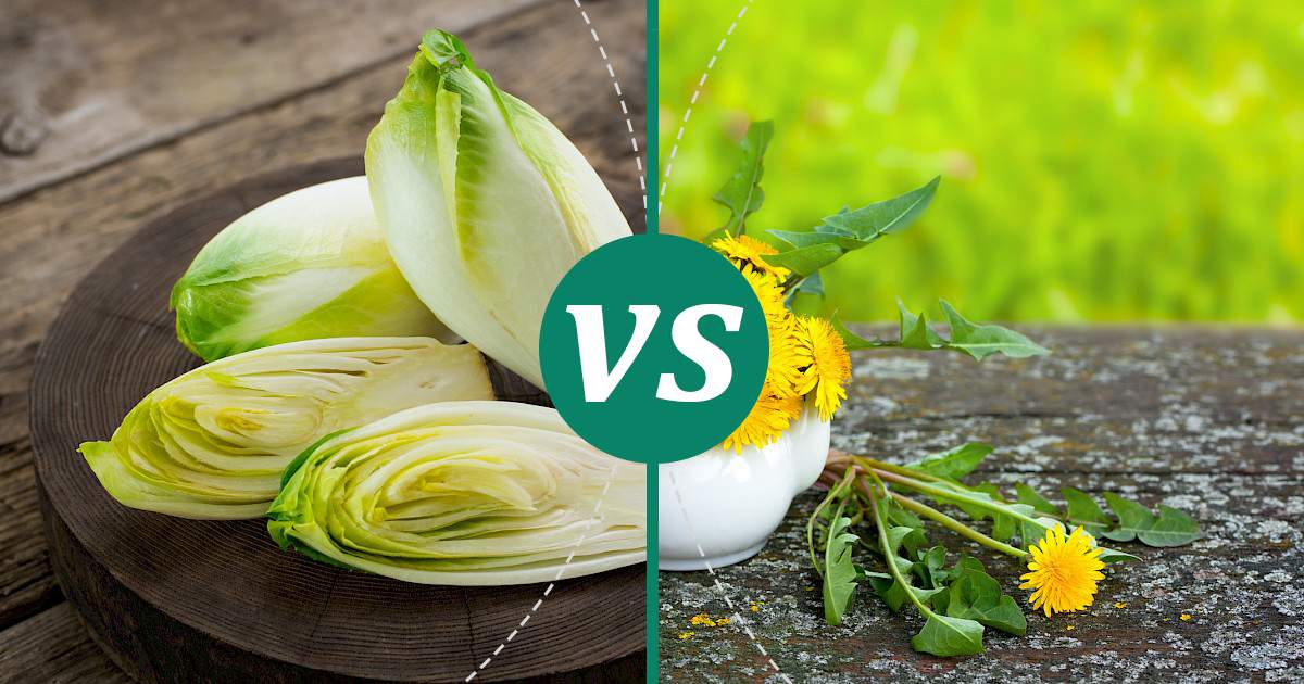 Dandelion vs Salad Chicory: Calories & Nutrition Showdown
