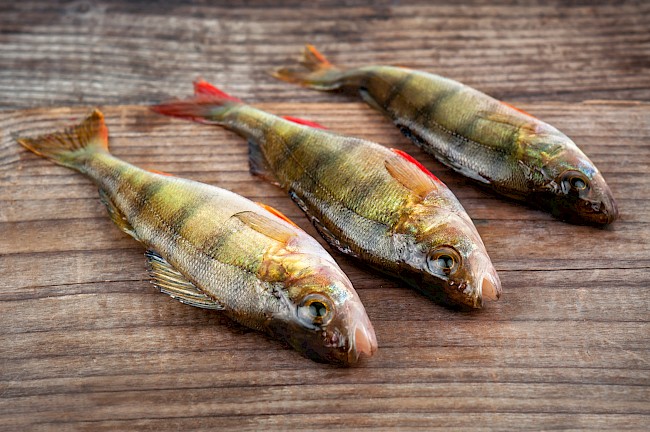 Perch Calories and Nutrition (100g)