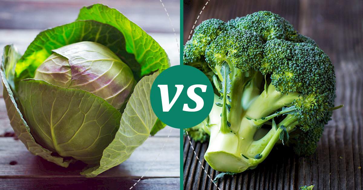 Broccoli vs Cabbage: Choose Wisely