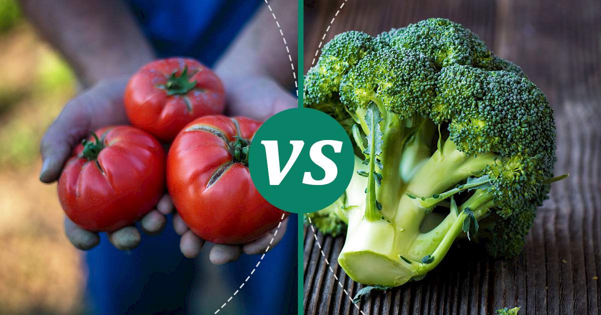 Broccoli vs Tomato: Nutrition & Calories Compare