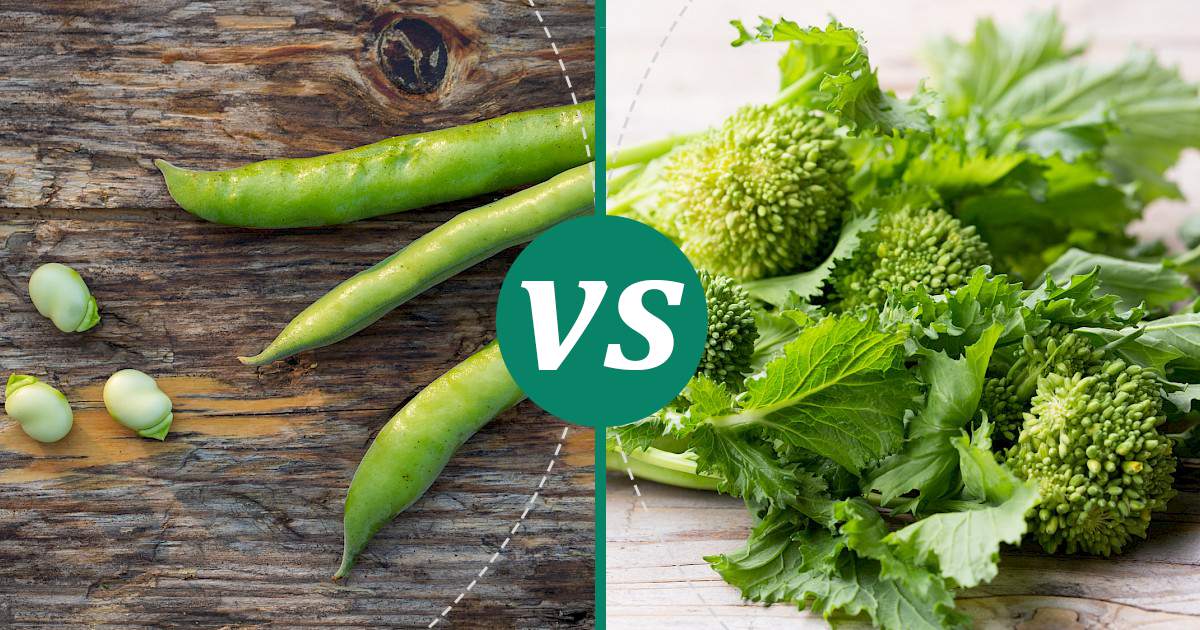 Rapini vs Fava Beans: Nutrition & Calories Compare