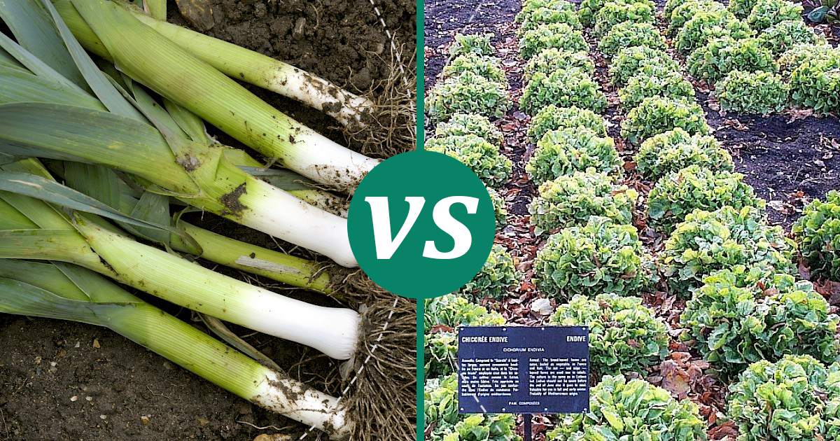 Endive vs Leek: Health Insights