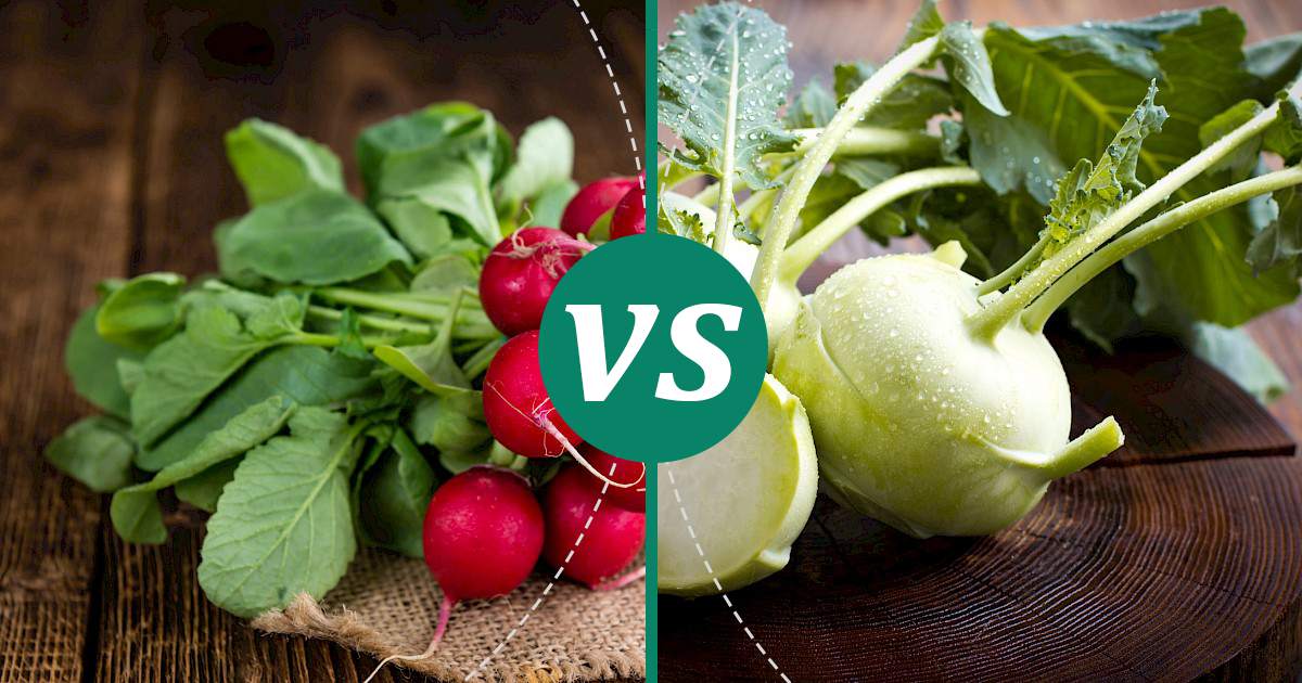 Kohlrabi vs Radish: Nutrition, Calories & Protein Compared