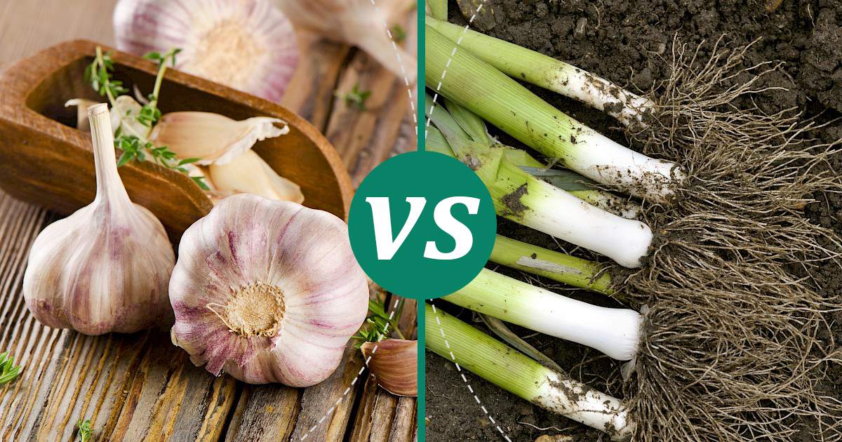 Leek vs Garlic: Nutrition, Calories & Protein Compared