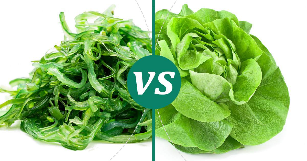 Lettuce vs Algae: Nutrition, Calories & Protein Compared