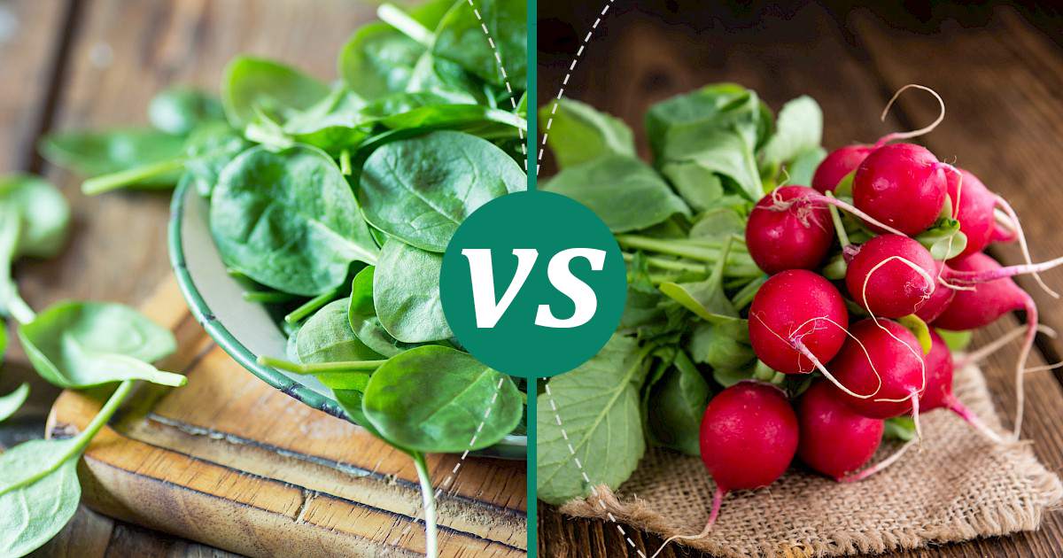 Radish vs Spinach: Nutrition Showdown