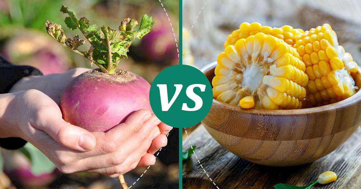 Corn vs Turnip: Nutrition, Calories & Protein Compared
