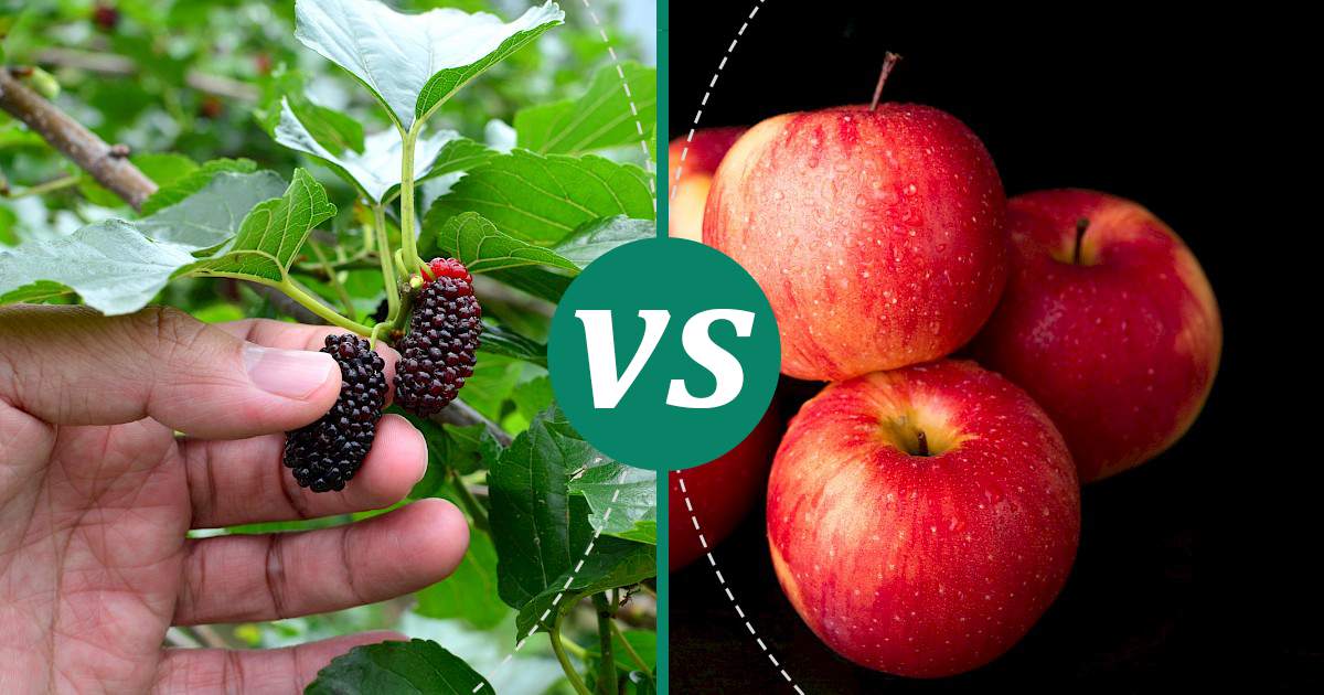 Apple vs Mulberry: Calories & Nutrition Showdown
