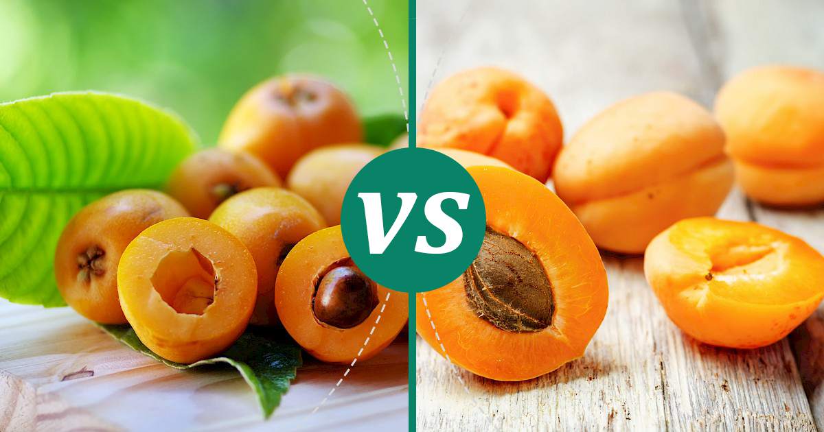 Apricot vs Loquat: Nutrition, Calories & Protein Compared