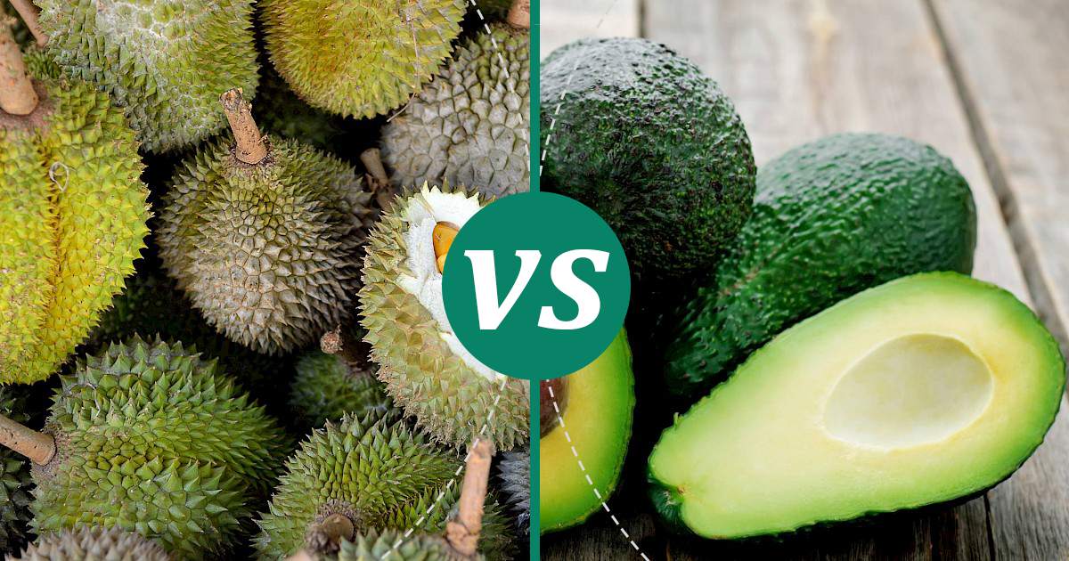 Avocado vs Durian: Calories & Nutrition Showdown