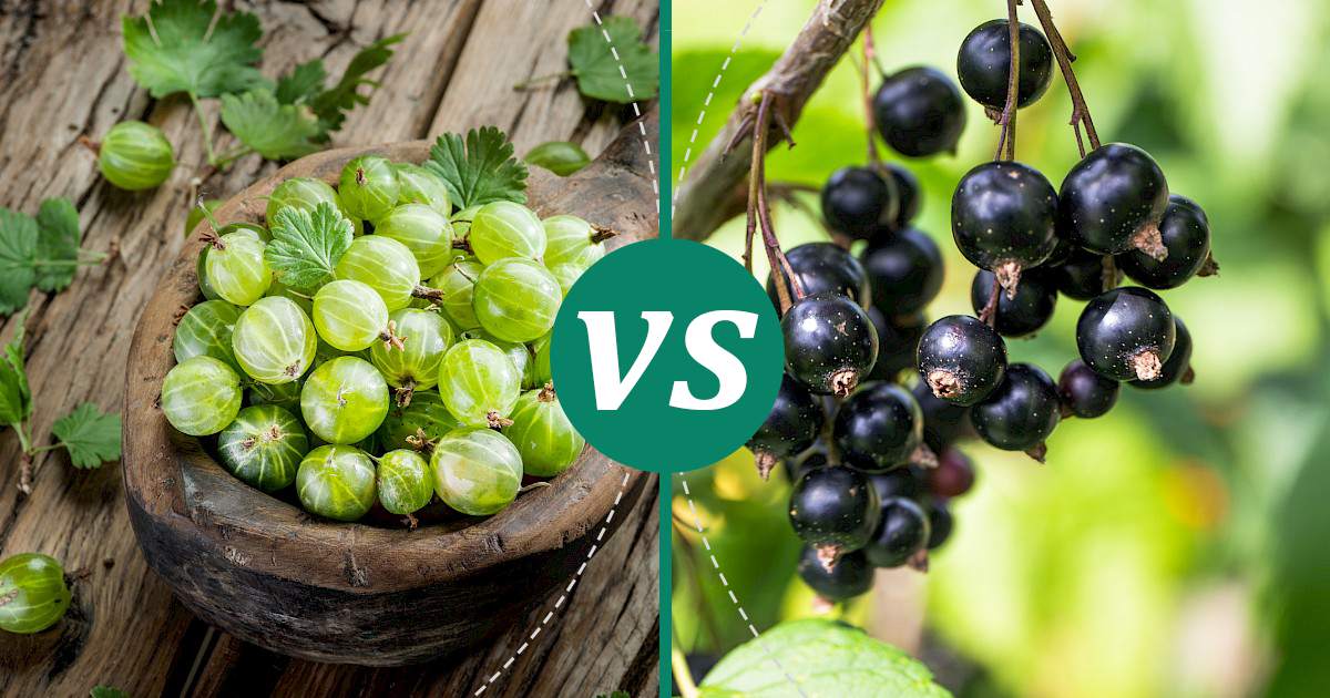 Blackcurrants vs Gooseberry: Nutrition & Calories Compare