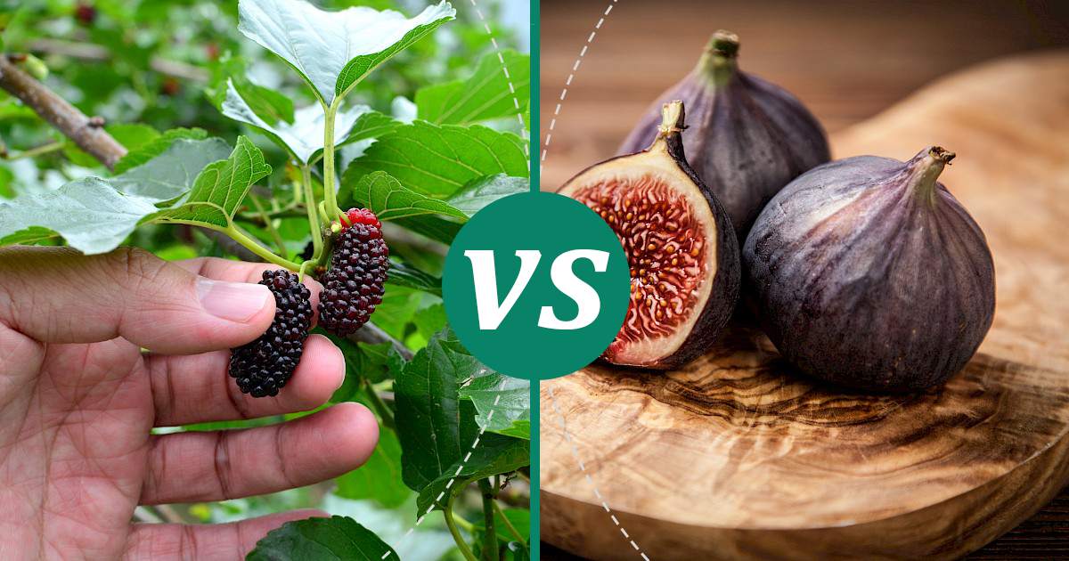 Fig vs Mulberry: Nutrition, Calories & Protein Compared