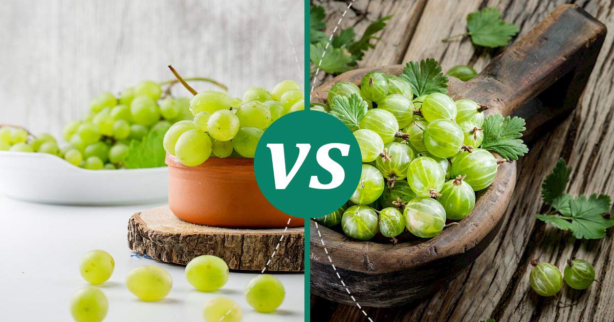 Gooseberry vs Grapes: Calories & Nutrition Showdown