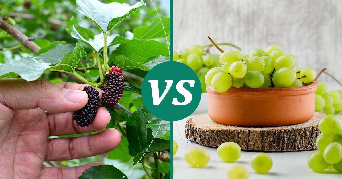 Grape vs Mulberry: Calories & Nutrition Showdown