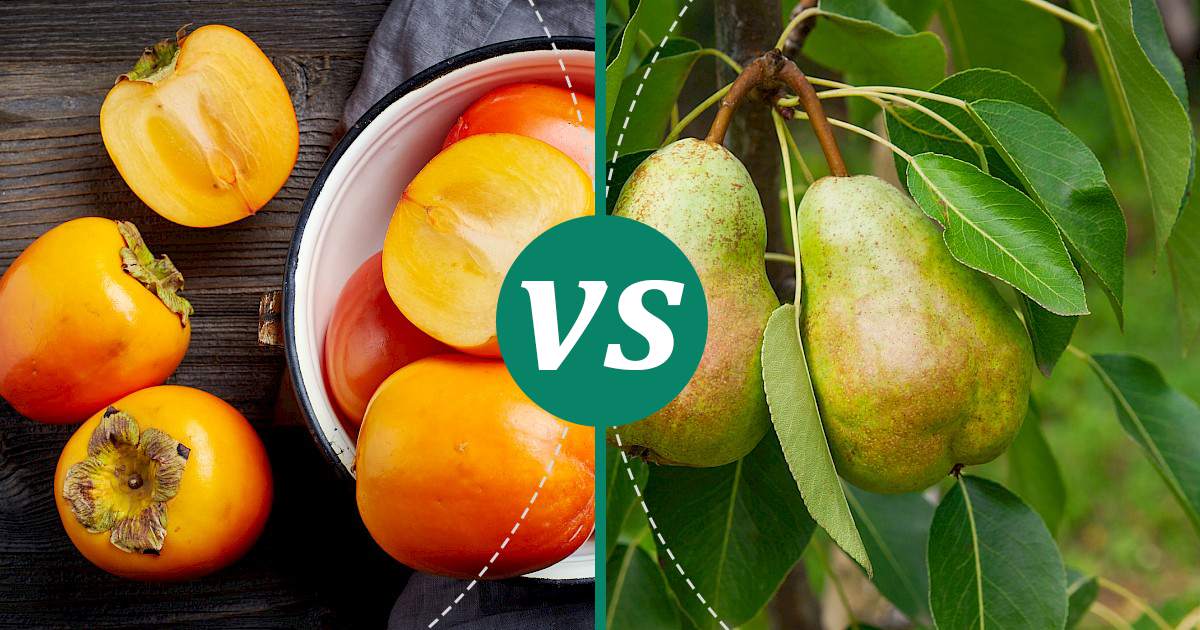 Pear vs Persimmon: Nutrition & Calories Compare
