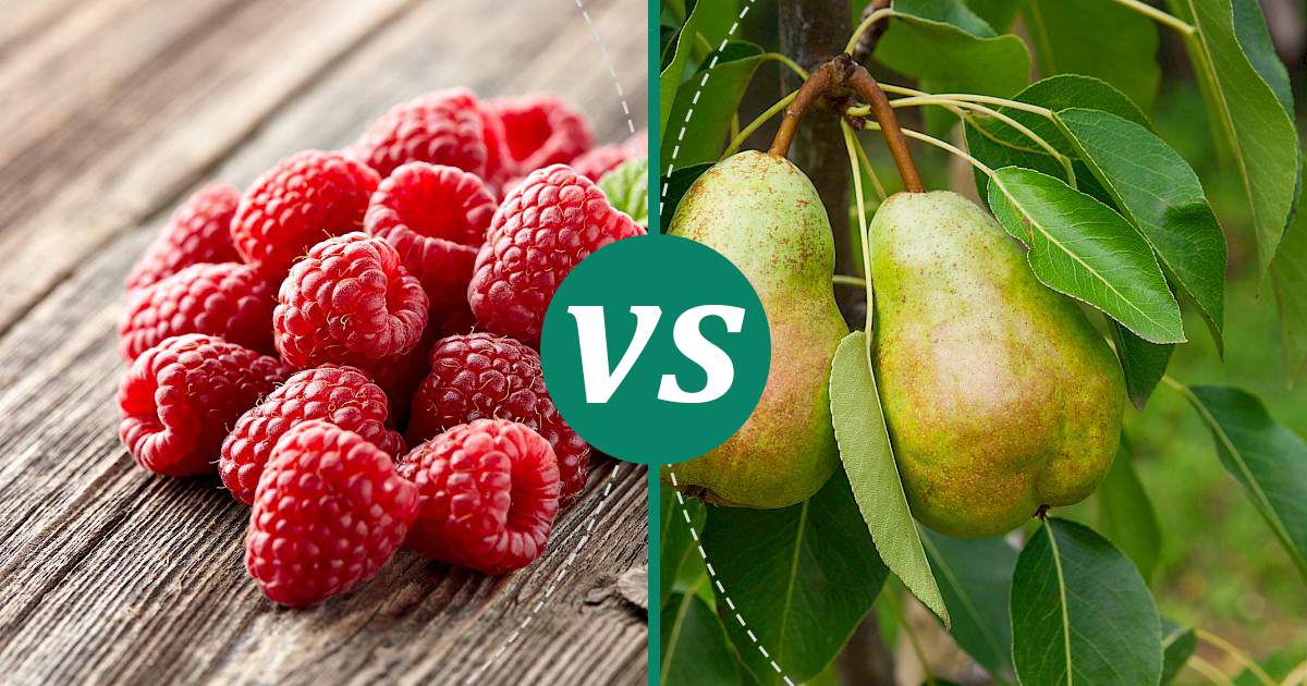 Pear vs Raspberry: Calories & Nutrition Showdown