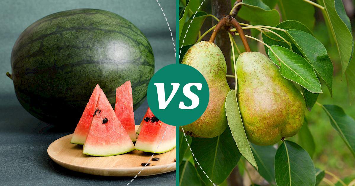 Pear vs Watermelon: Nutrition, Calories & Protein Compared