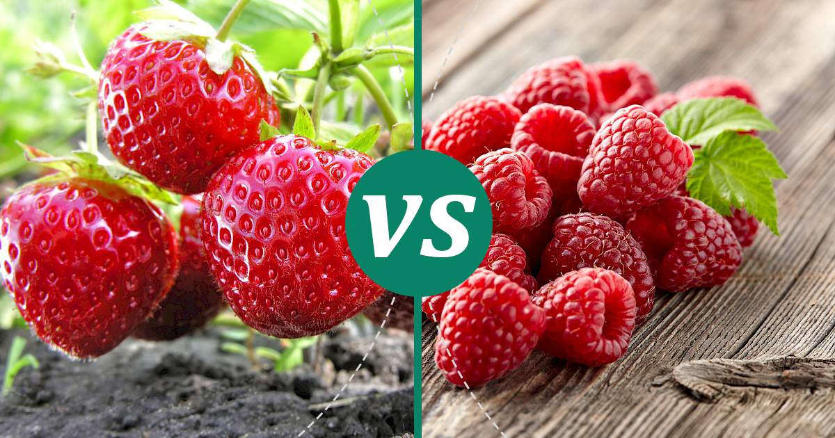 Raspberry vs Strawberries: Calories & Nutrition Showdown